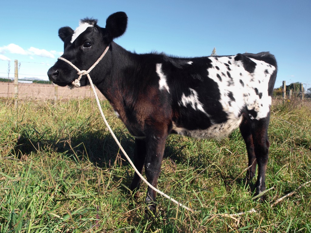 Ways to Be Better at Calf Roping | To Canvas