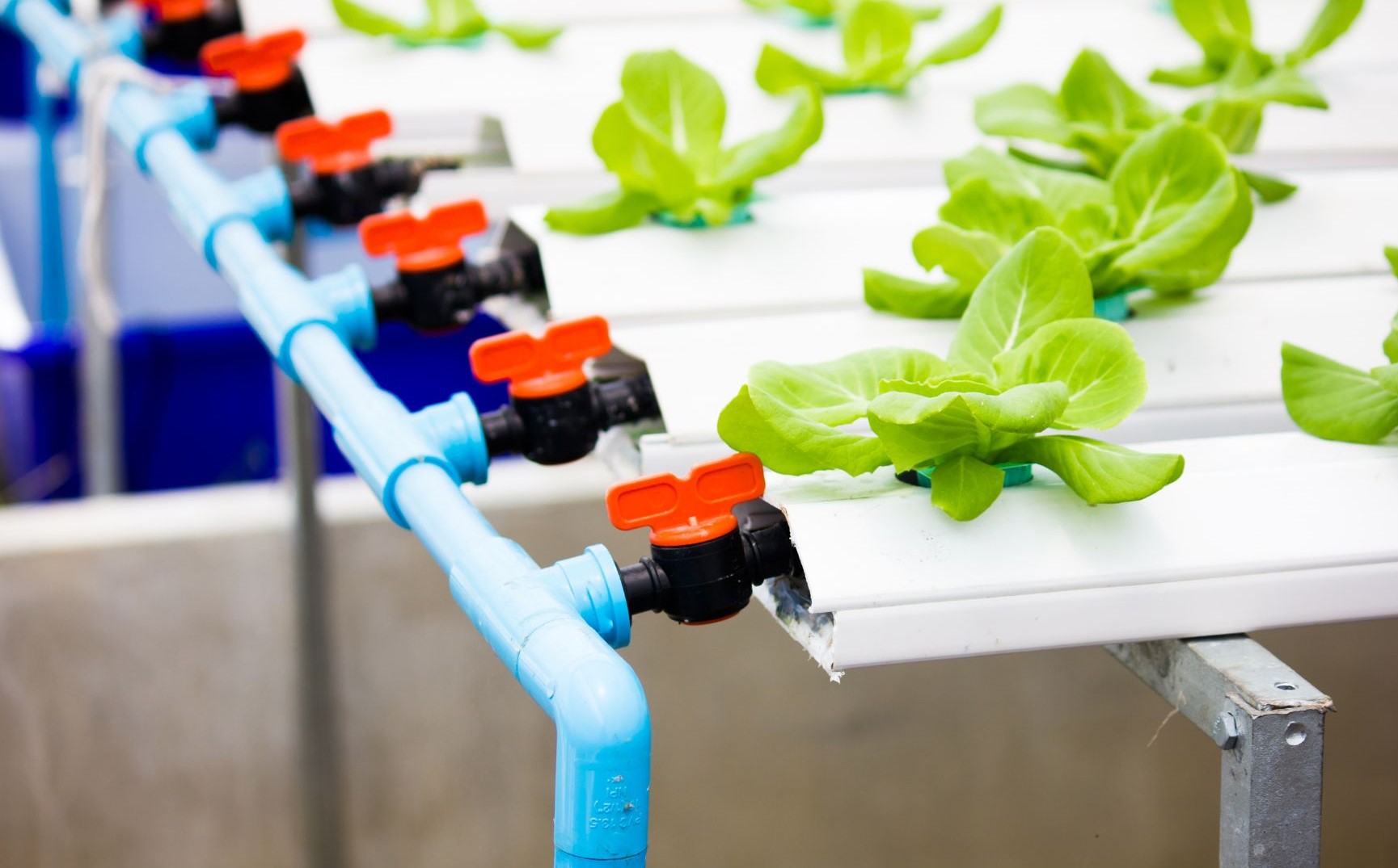 Aeroponics Systems: Crafting Your Urban Garden Solution - To Canvas
